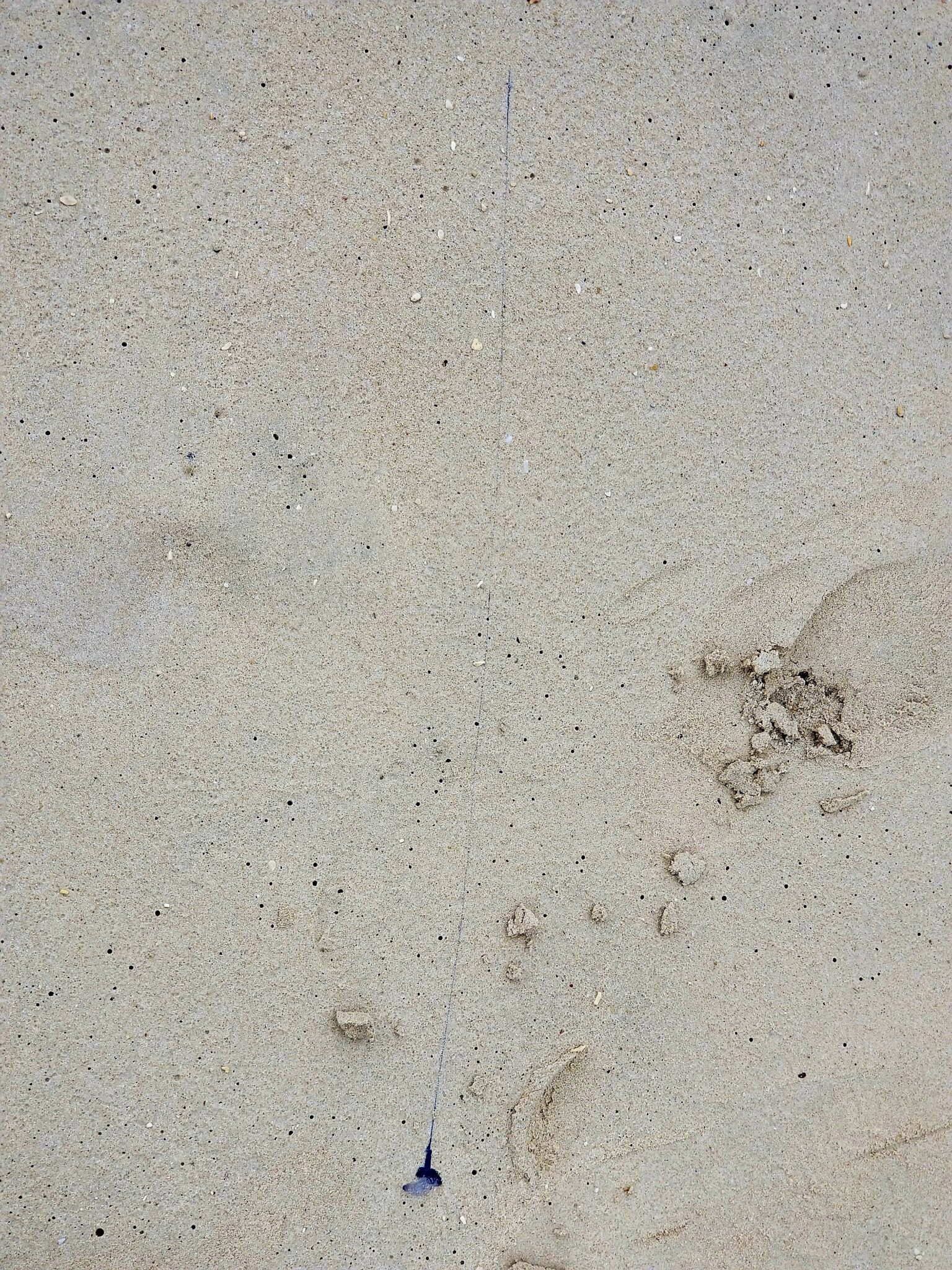 Are There Dangerous Animals in Hawaii? The Good, The Bad, The Ones With ...