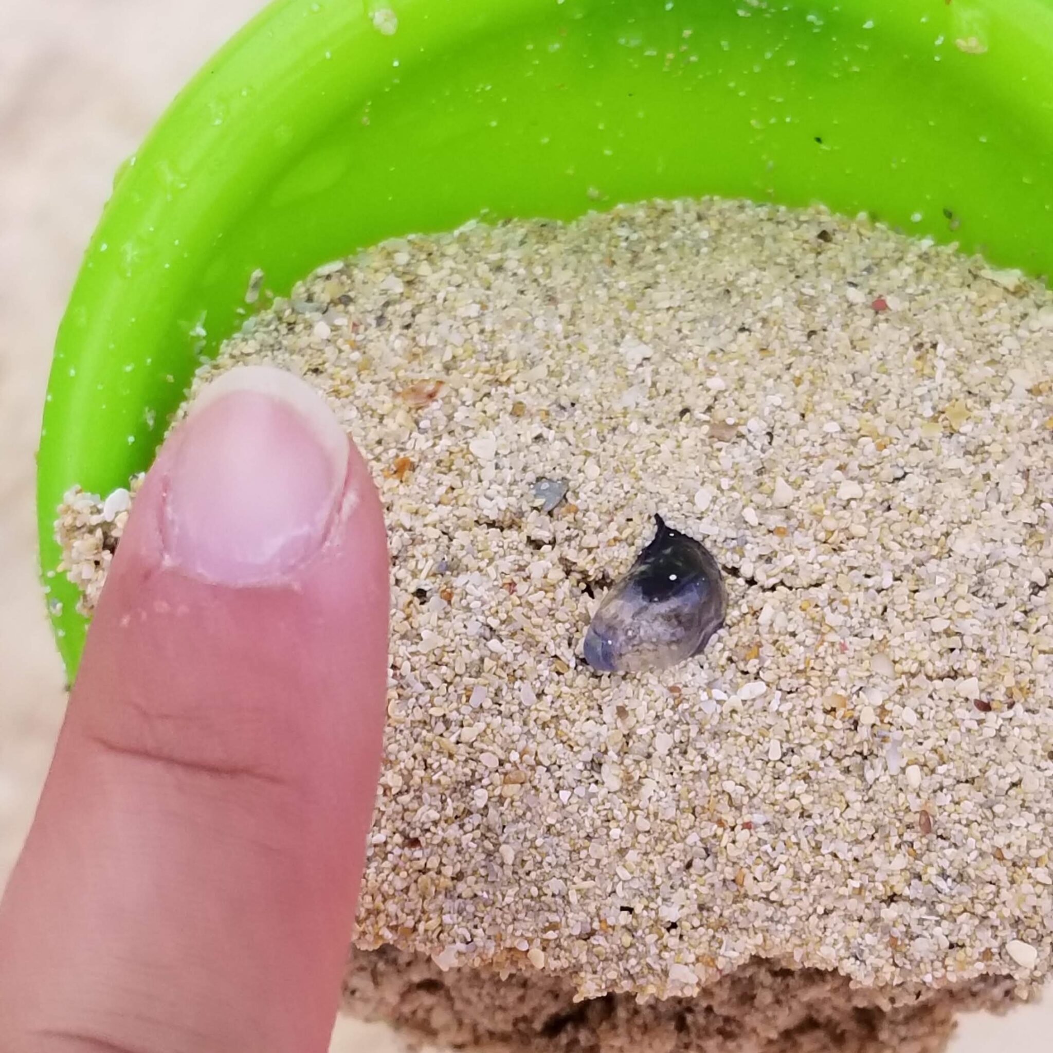 Are There Dangerous Animals in Hawaii? The Good, The Bad, The Ones With ...