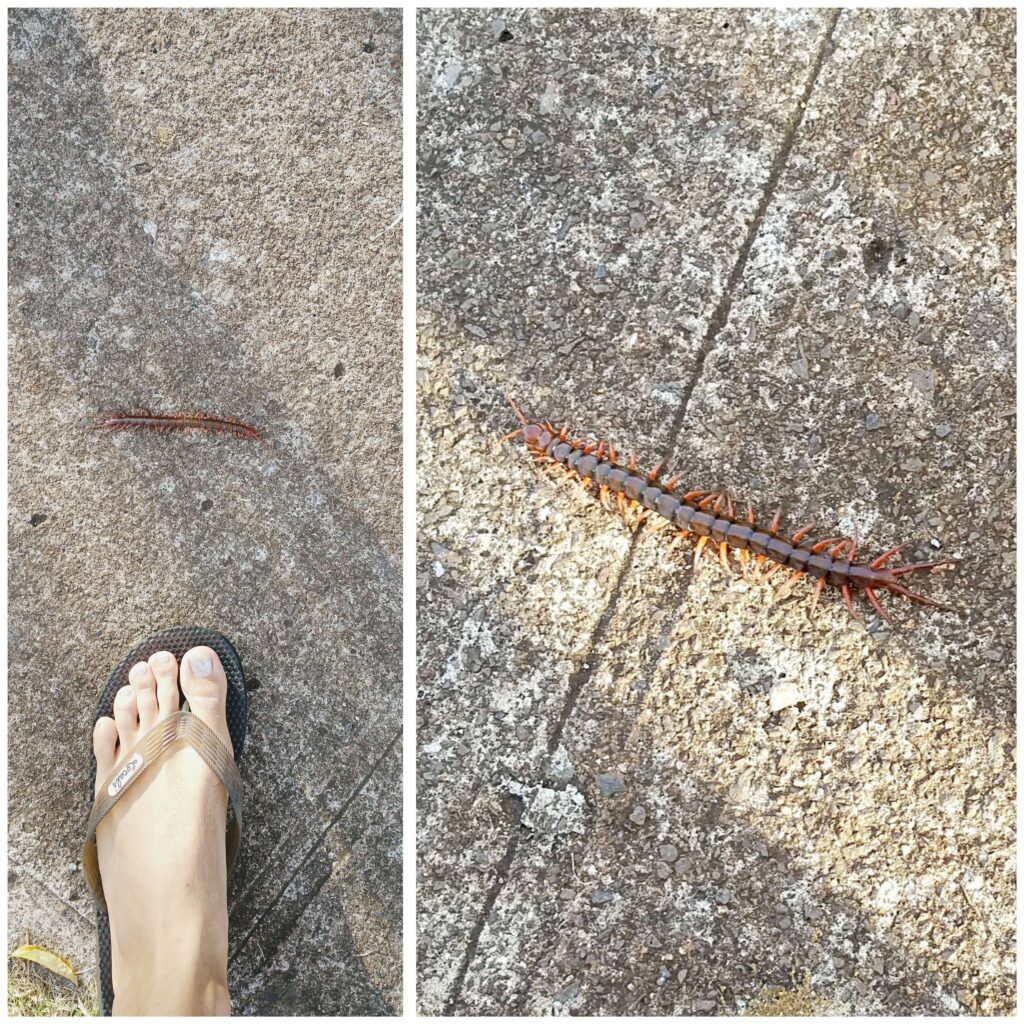 Are There Dangerous Animals in Hawaii? The Good, The Bad, The Ones With ...