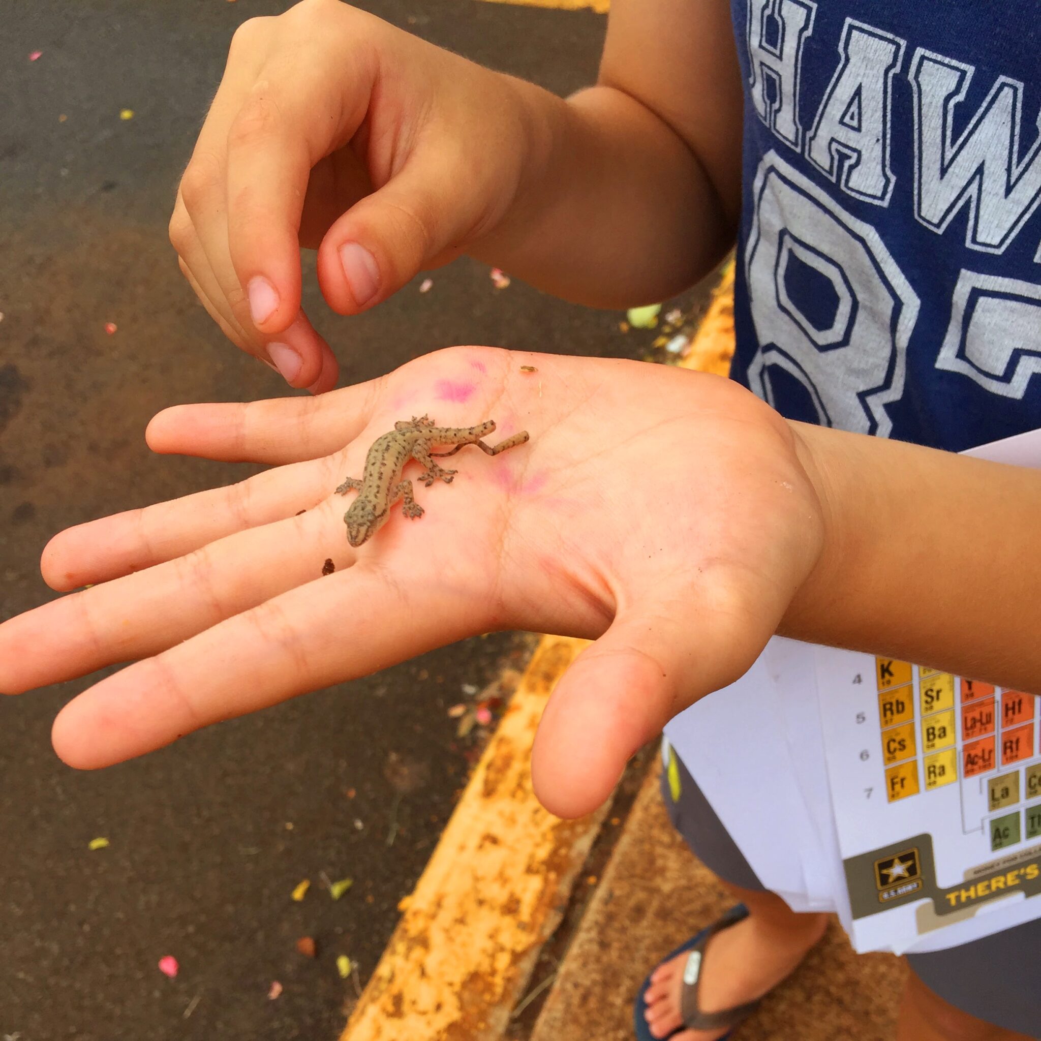 Are There Dangerous Animals in Hawaii? The Good, The Bad, The Ones With ...